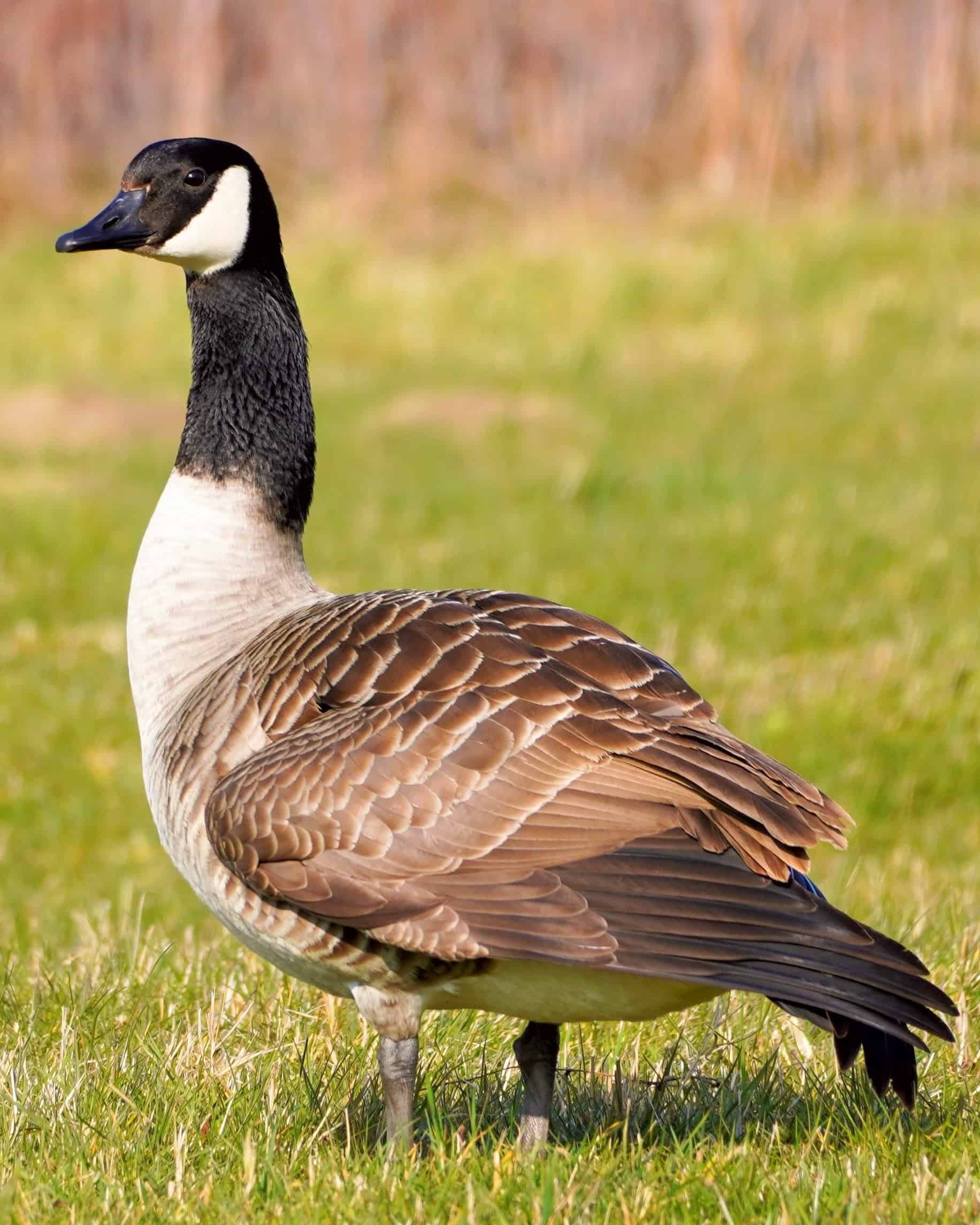 30 Different Types of Geese Breeds