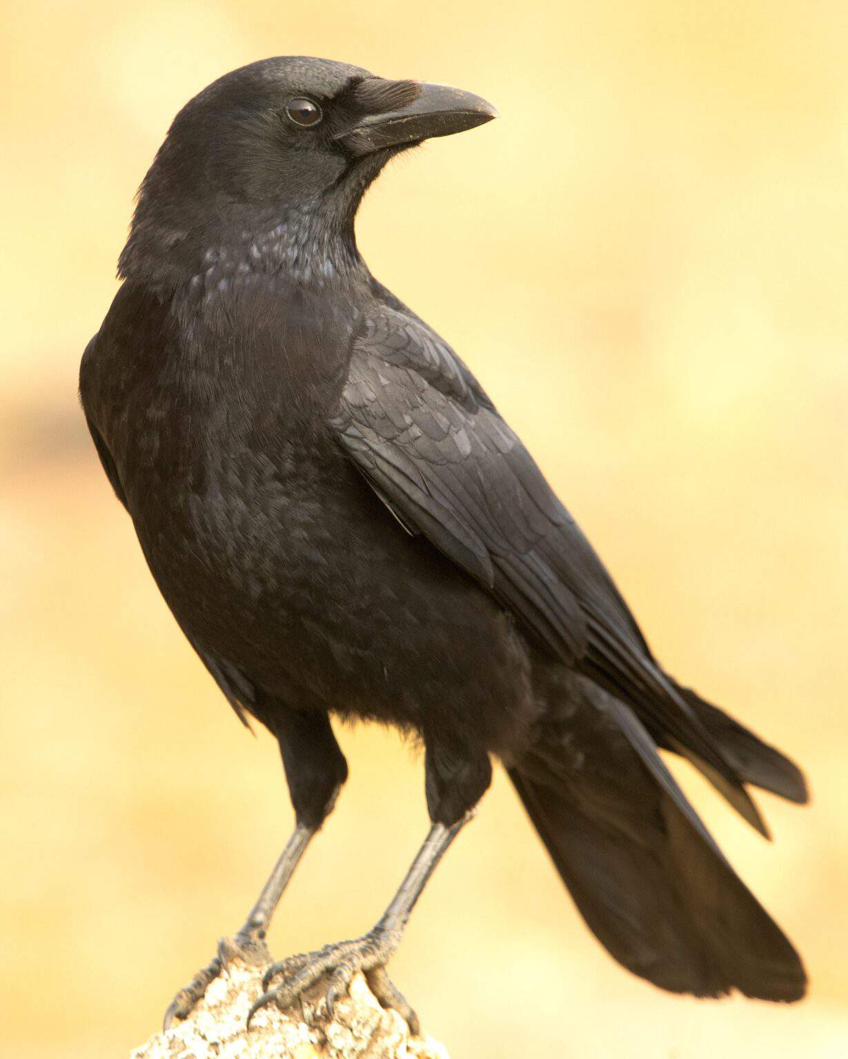 15 Birds That Eat Dead Animals (Carrion & Scavenger Birds)