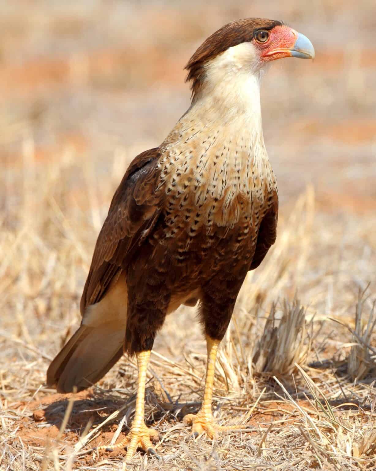 15 Birds That Eat Dead Animals (Carrion & Scavenger Birds)