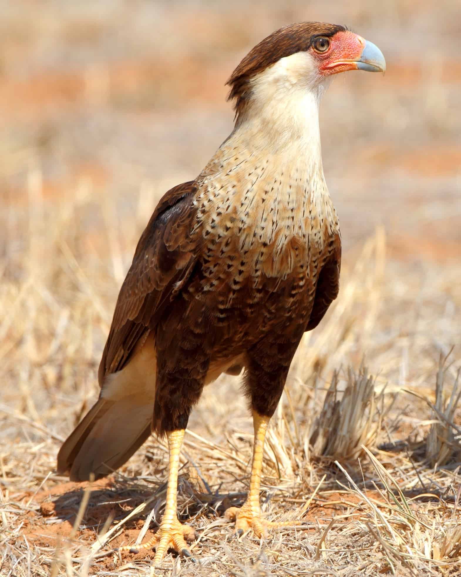 15 Birds That Eat Dead Animals (Carrion & Scavenger Birds)