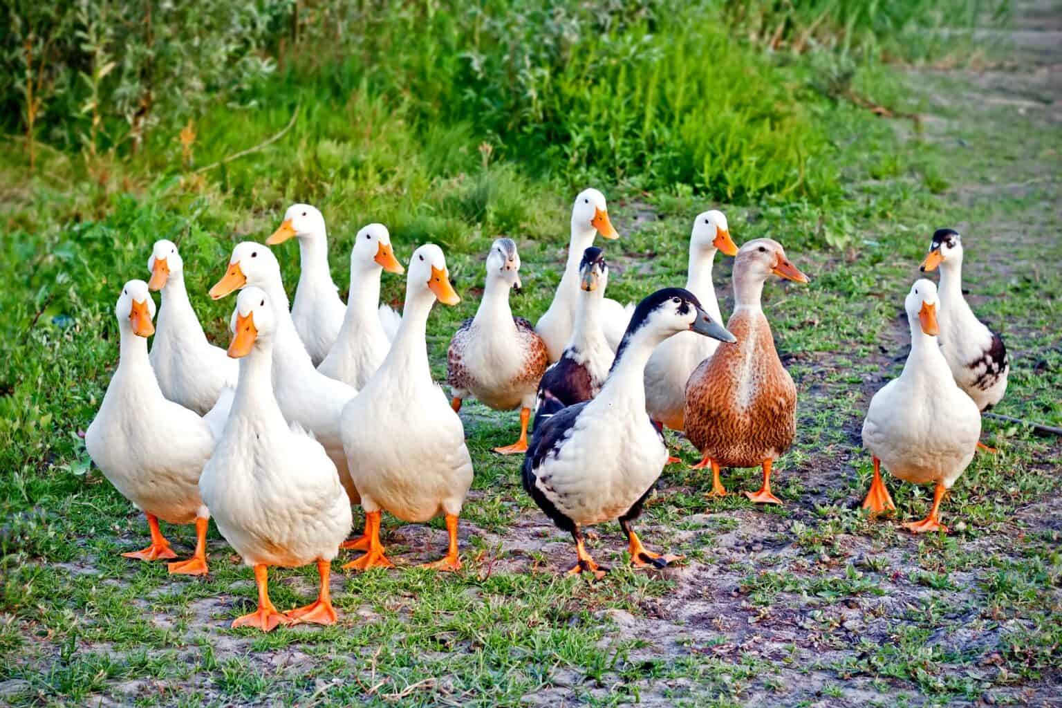 13 Different Types of Ducks (With Examples & Pictures)