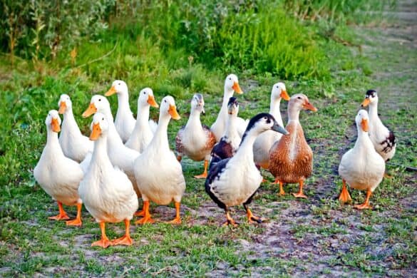 13 Different Types of Ducks (With Examples & Pictures)