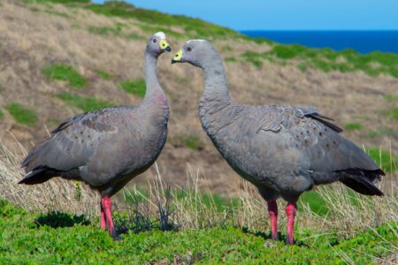 30 Different Types of Geese Breeds