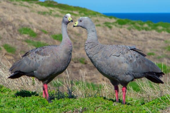 41 Types of Blue Birds (With Pictures & ID Guide)