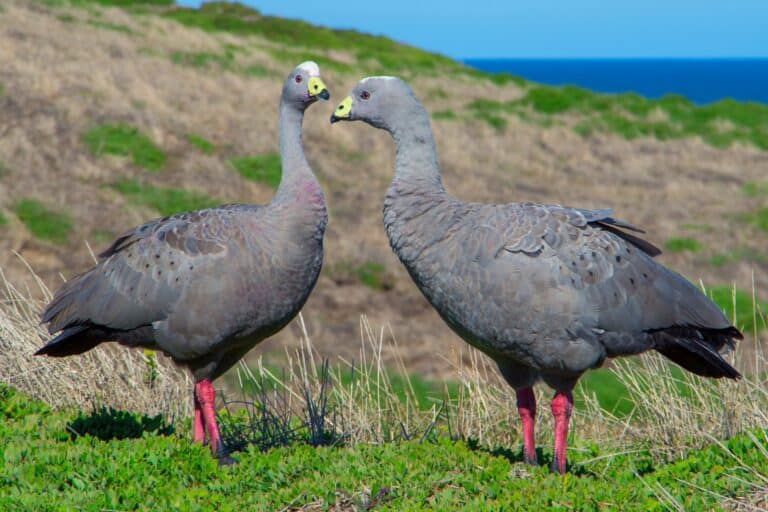 30 Different Types of Geese Breeds
