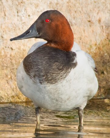 13 Different Types of Ducks (With Examples & Pictures)