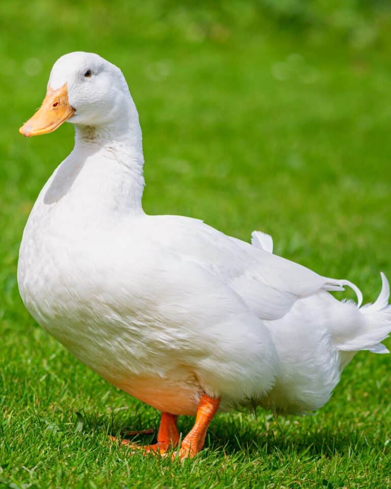 13 Different Types of Ducks (With Examples & Pictures)