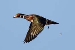 Duck Poop 101: Everything You Need to Know!