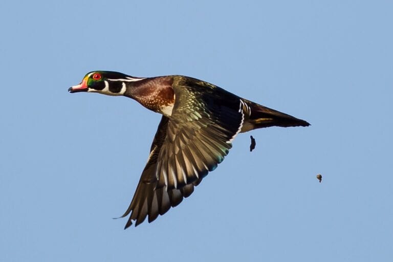 Duck Poop 101: Everything You Need to Know!