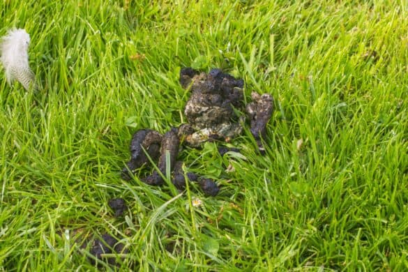 Duck Poop 101: Everything You Need to Know!