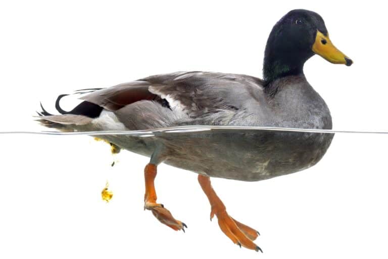 Duck Poop 101: Everything You Need to Know!