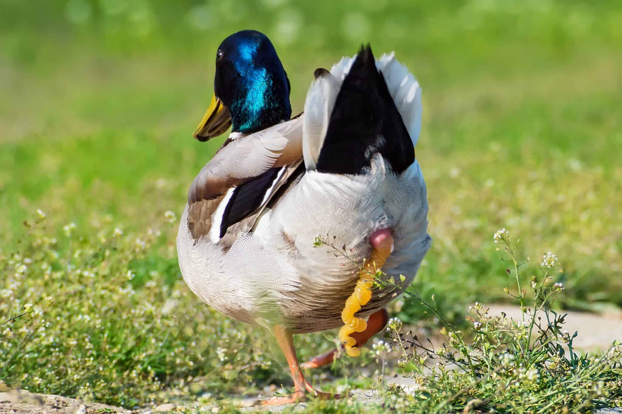 Duck Poop 101: Everything You Need to Know!