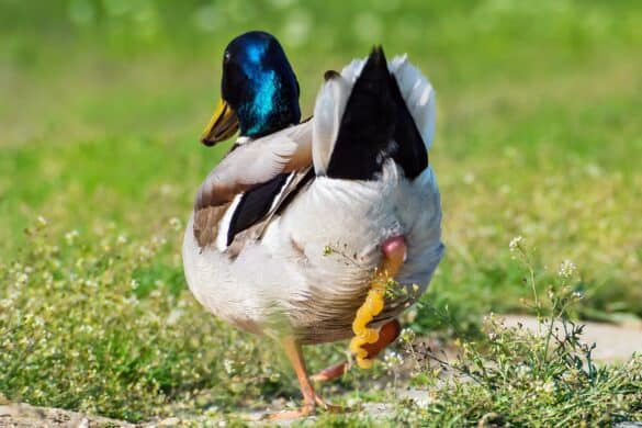 Duck Poop 101: Everything You Need to Know!
