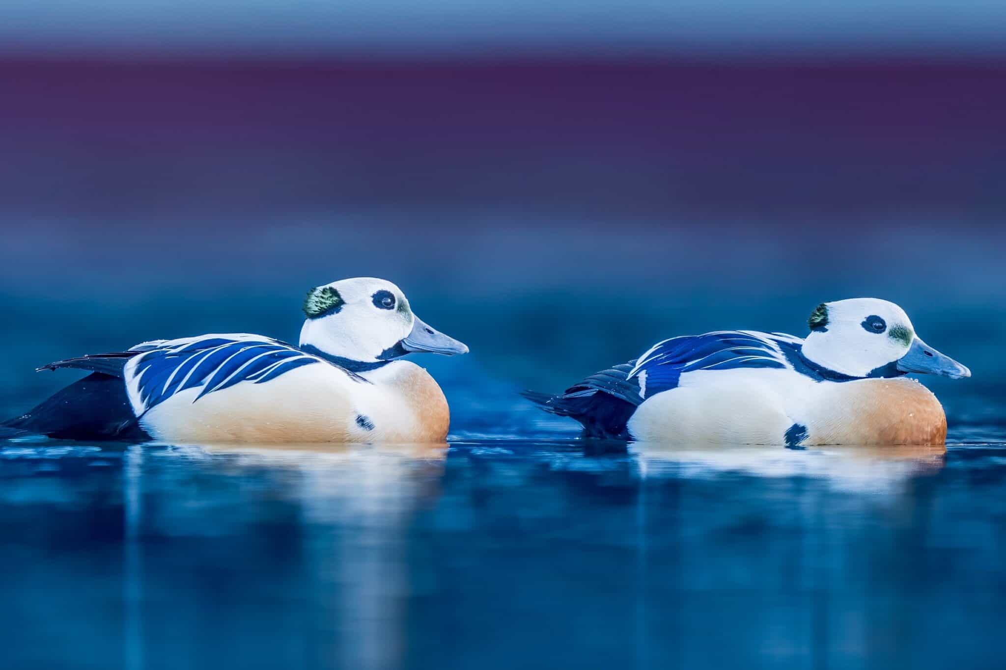 16 Ducks With White Heads (With Pictures & ID Guide)