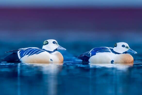 17 Different Types of Robin Birds - Bird Helpful