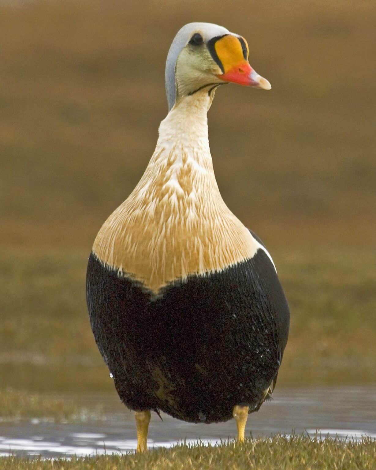 13 Different Types of Ducks (With Examples & Pictures)