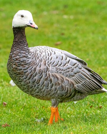 30 Different Types of Geese Breeds