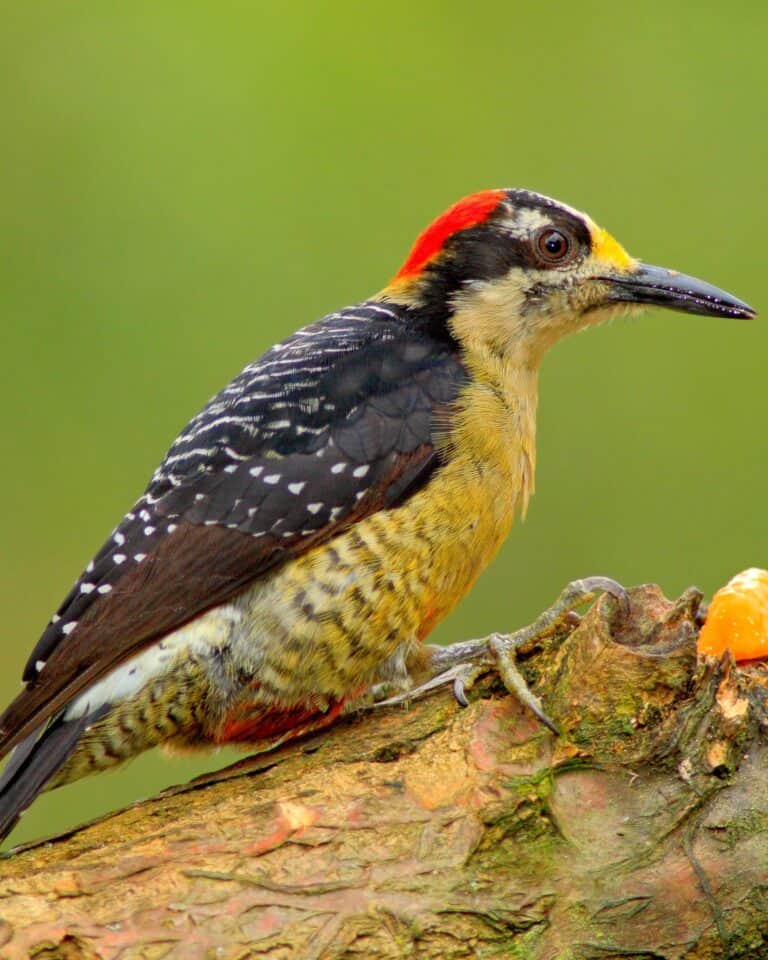Male vs. Female Woodpeckers (in 22 Different Species)