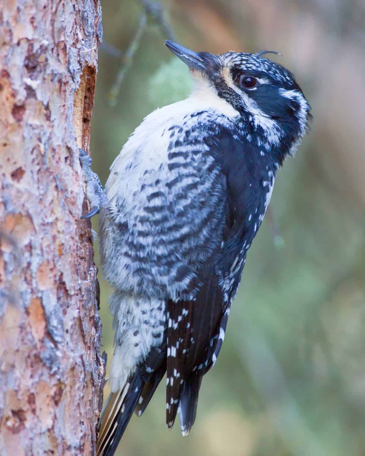 Male vs. Female Woodpeckers (in 22 Different Species)