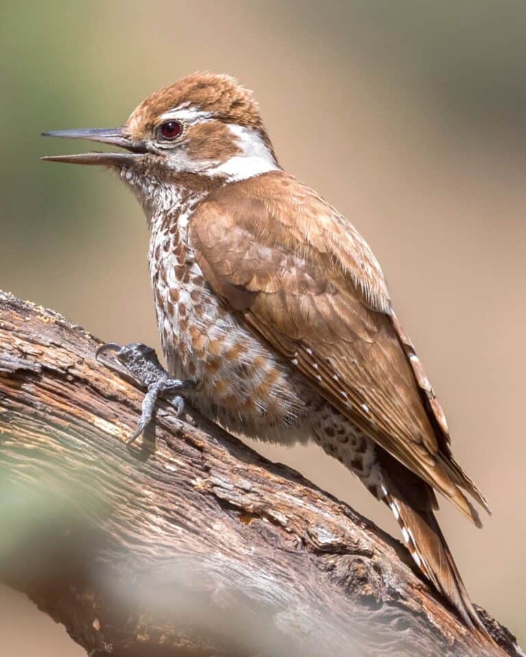 Male vs. Female Woodpeckers (in 22 Different Species)