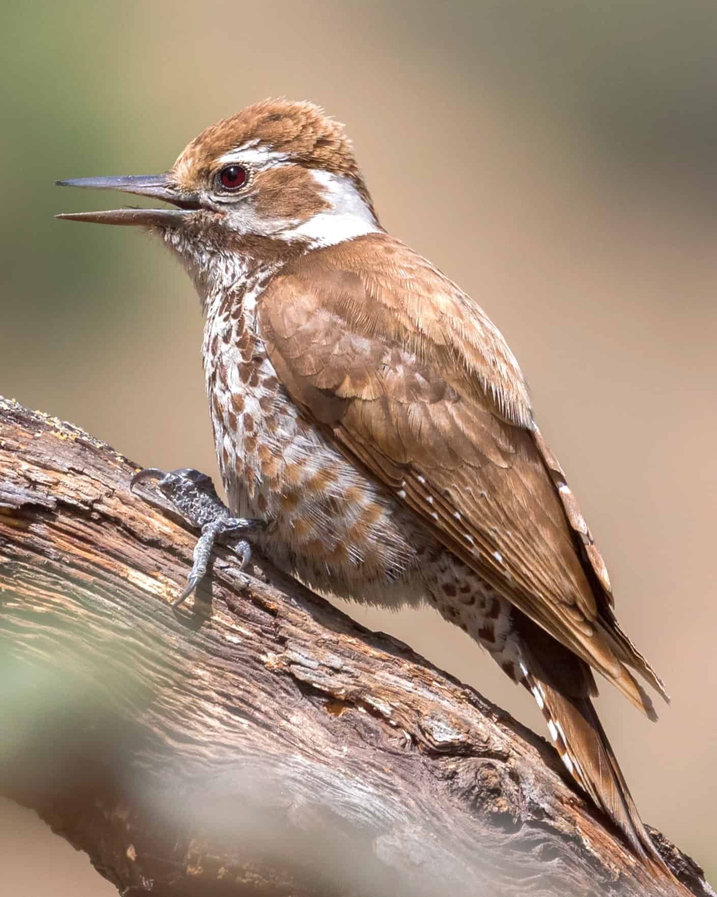 Male vs. Female Woodpeckers (in 22 Different Species)