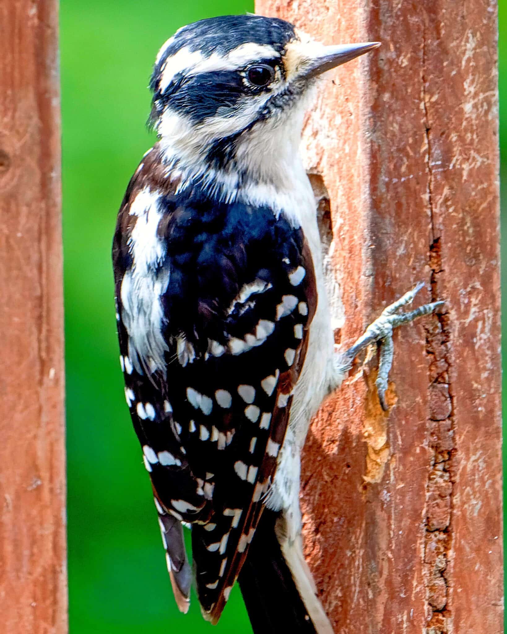 Male vs. Female Woodpeckers (in 22 Different Species)