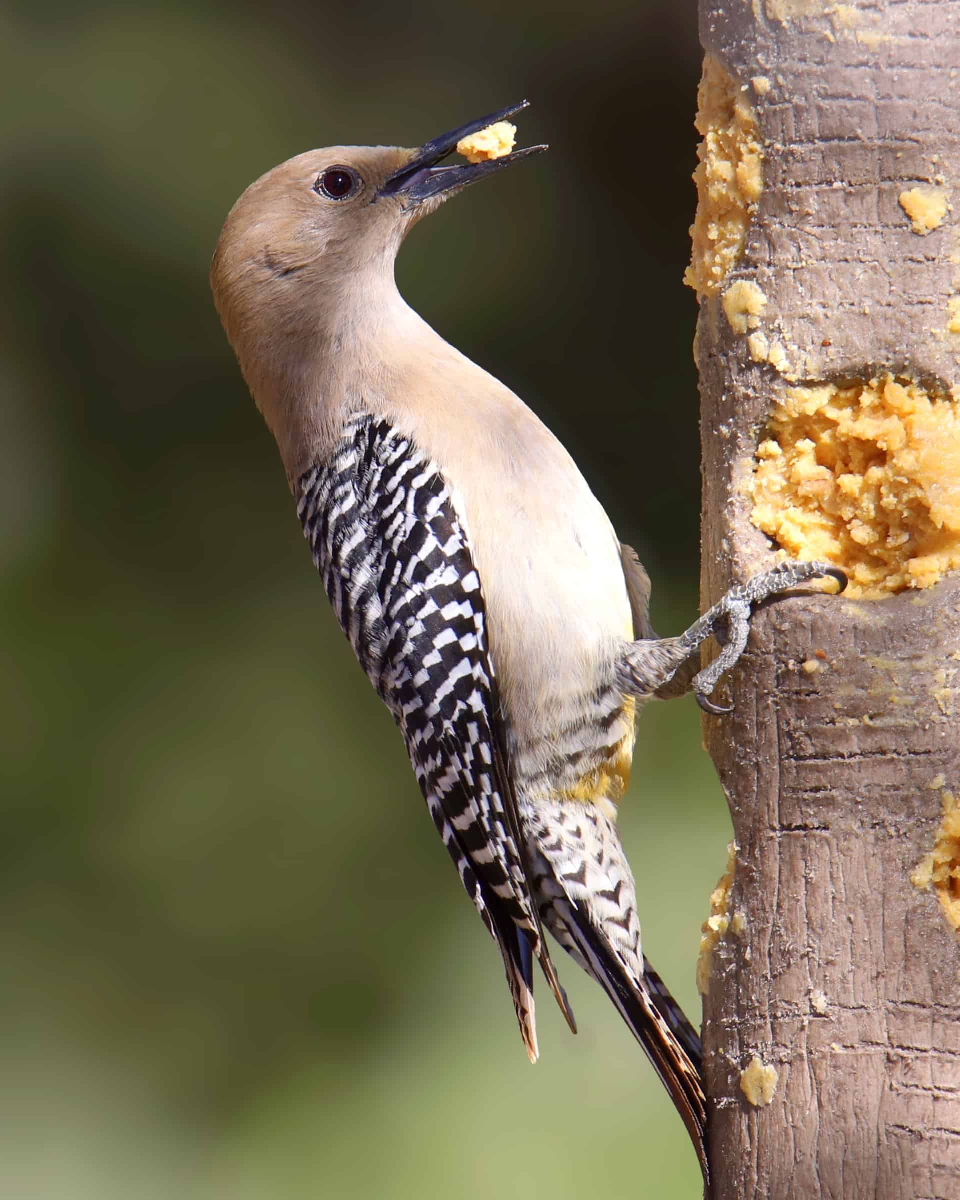 Male vs. Female Woodpeckers (in 22 Different Species)