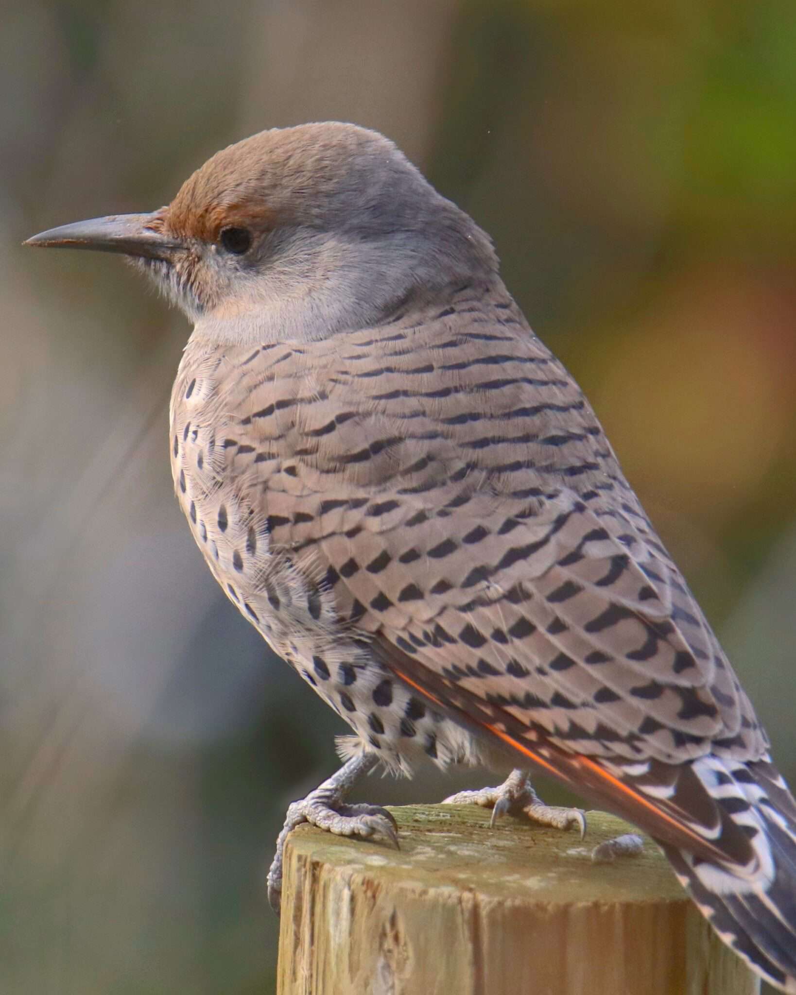 Male vs. Female Woodpeckers (in 22 Different Species)