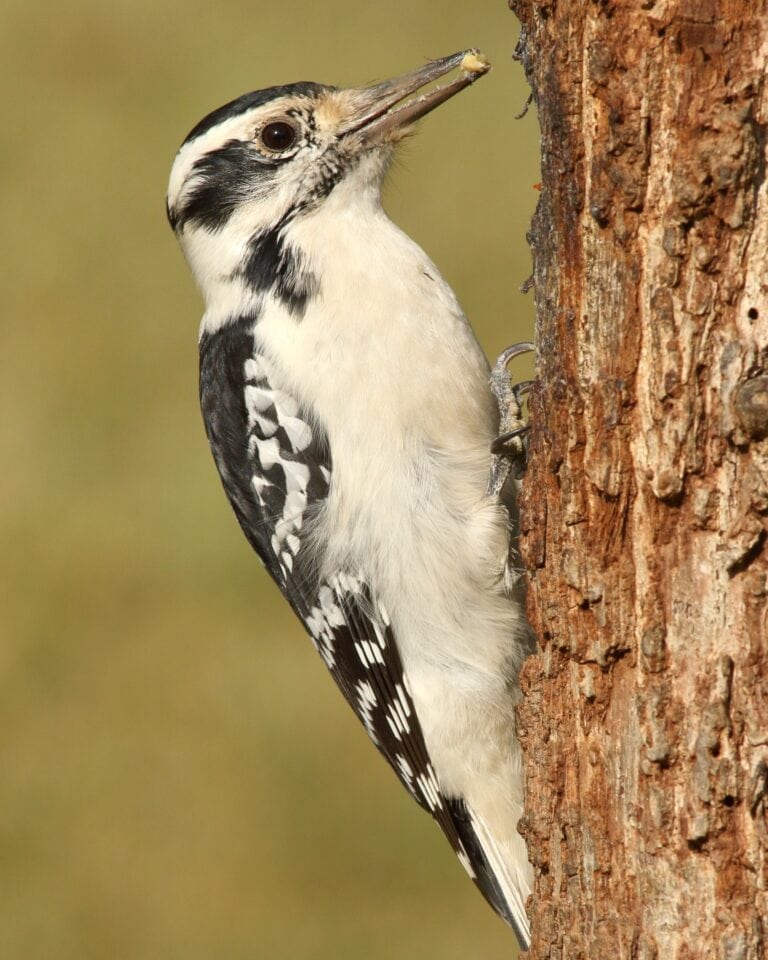 Male vs. Female Woodpeckers (in 22 Different Species)
