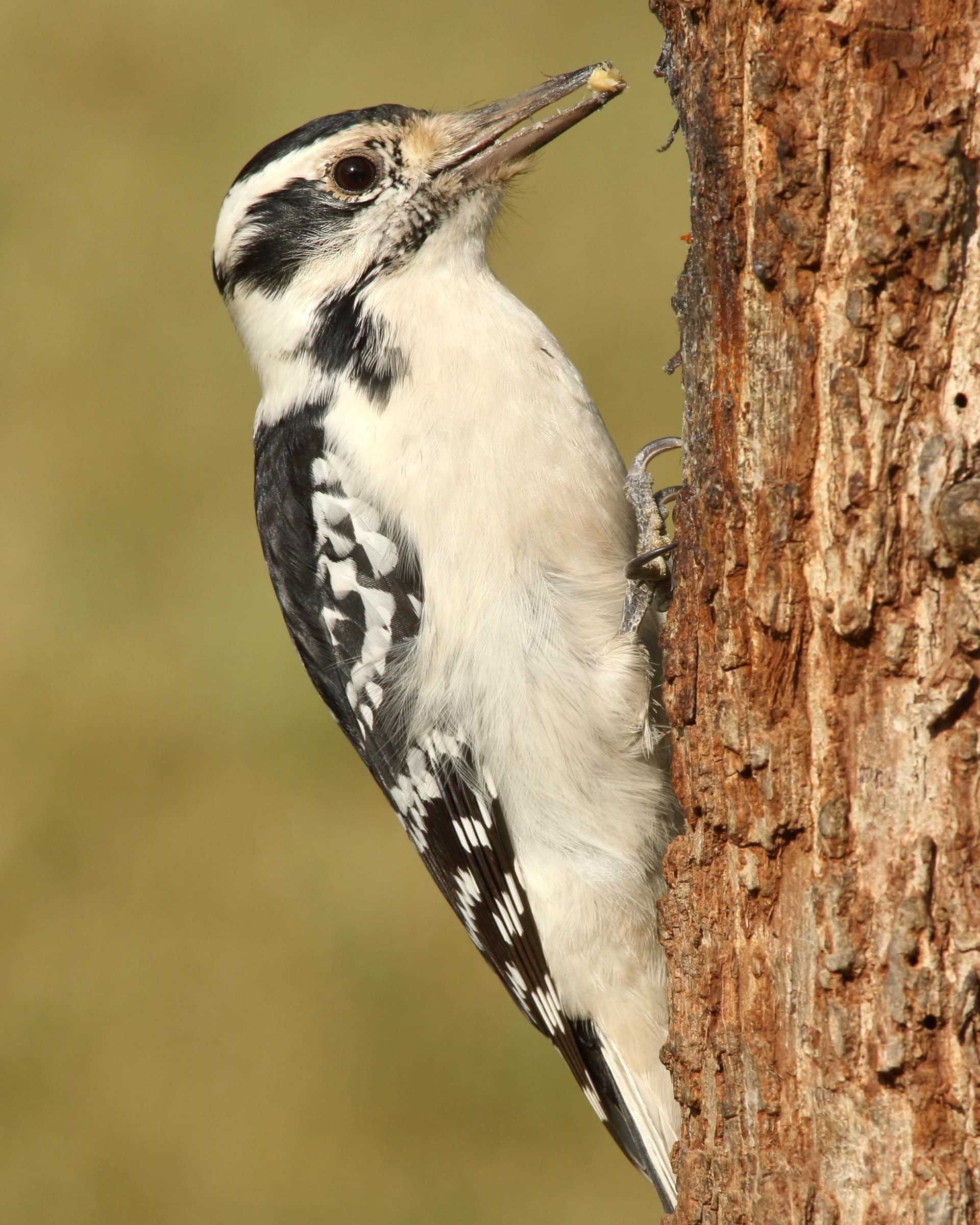 Male vs. Female Woodpeckers (in 22 Different Species)