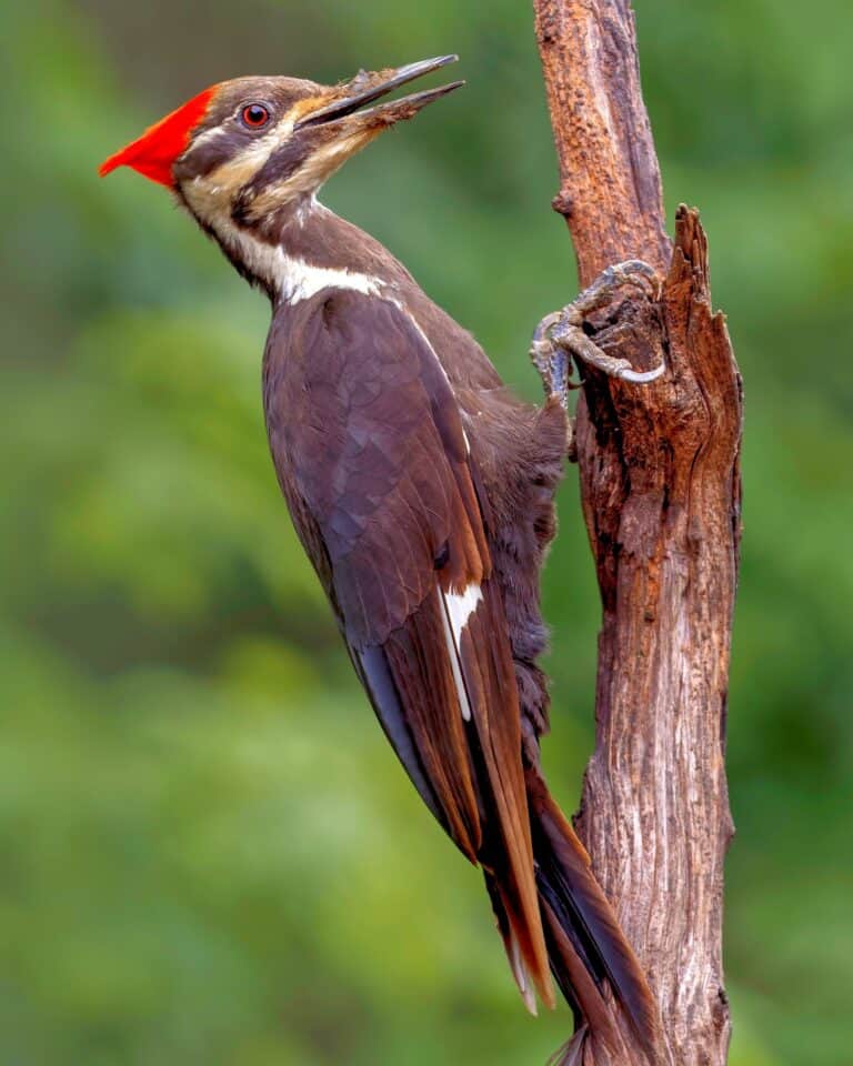 Male vs. Female Woodpeckers (in 22 Different Species)