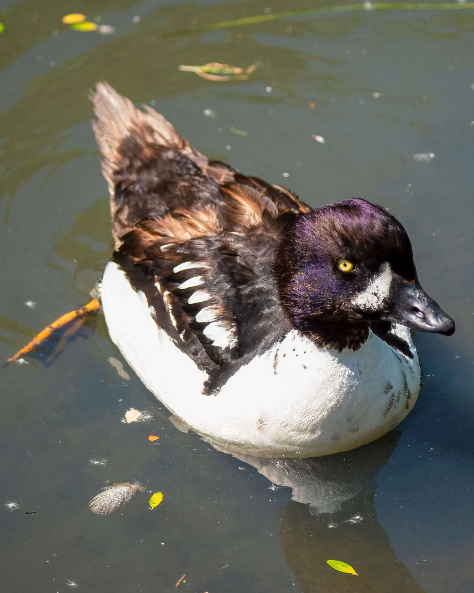 13 Different Types of Ducks (With Examples & Pictures)