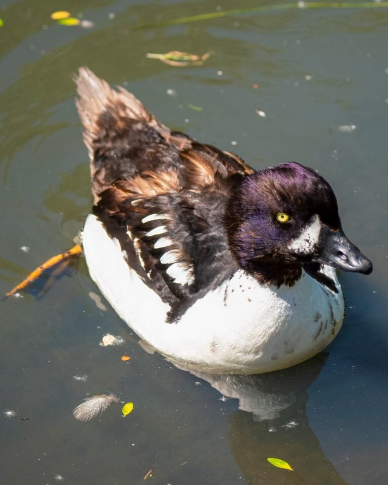 13 Different Types of Ducks (With Examples & Pictures)