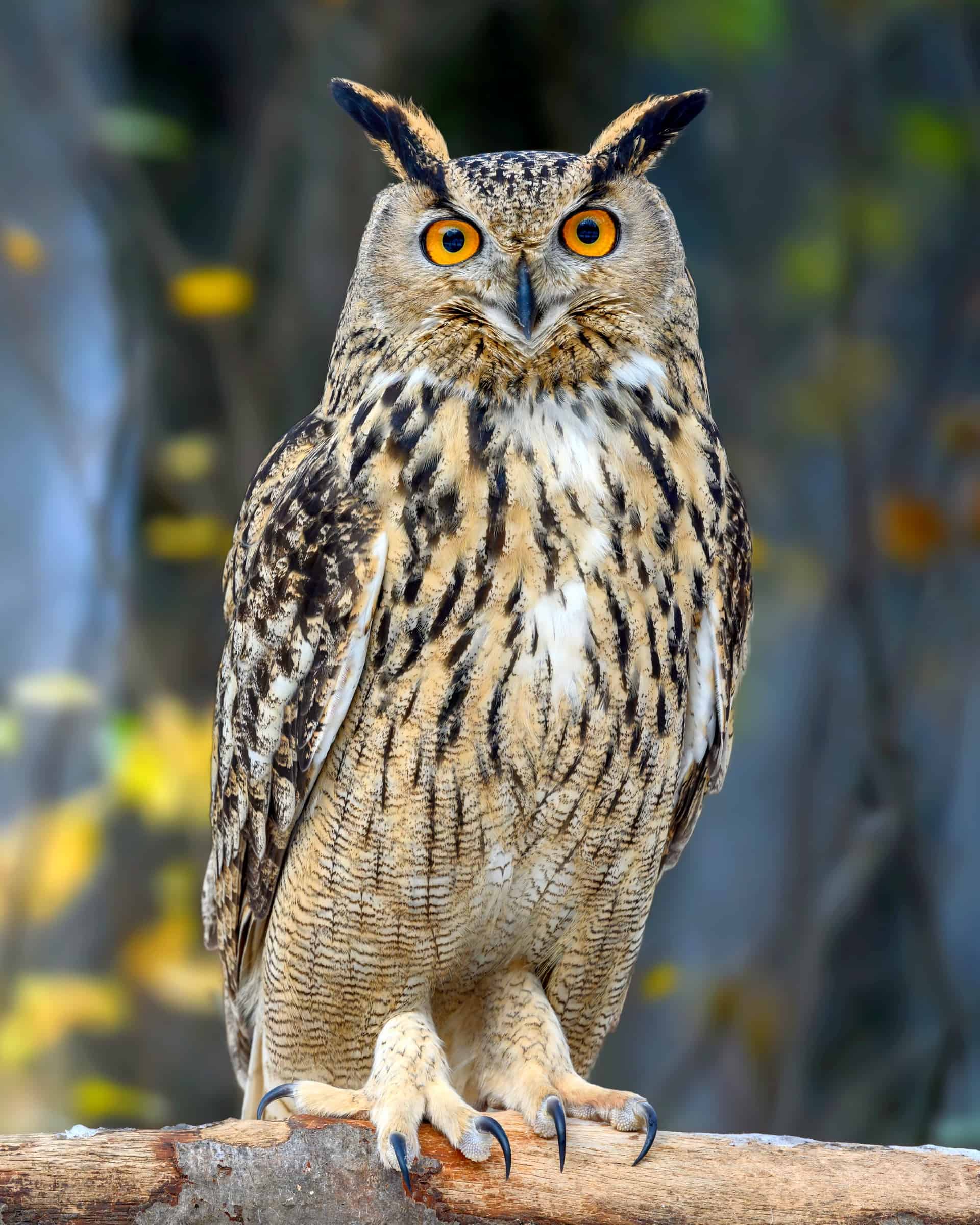 15 Birds That Eat Dead Animals (Carrion & Scavenger Birds)