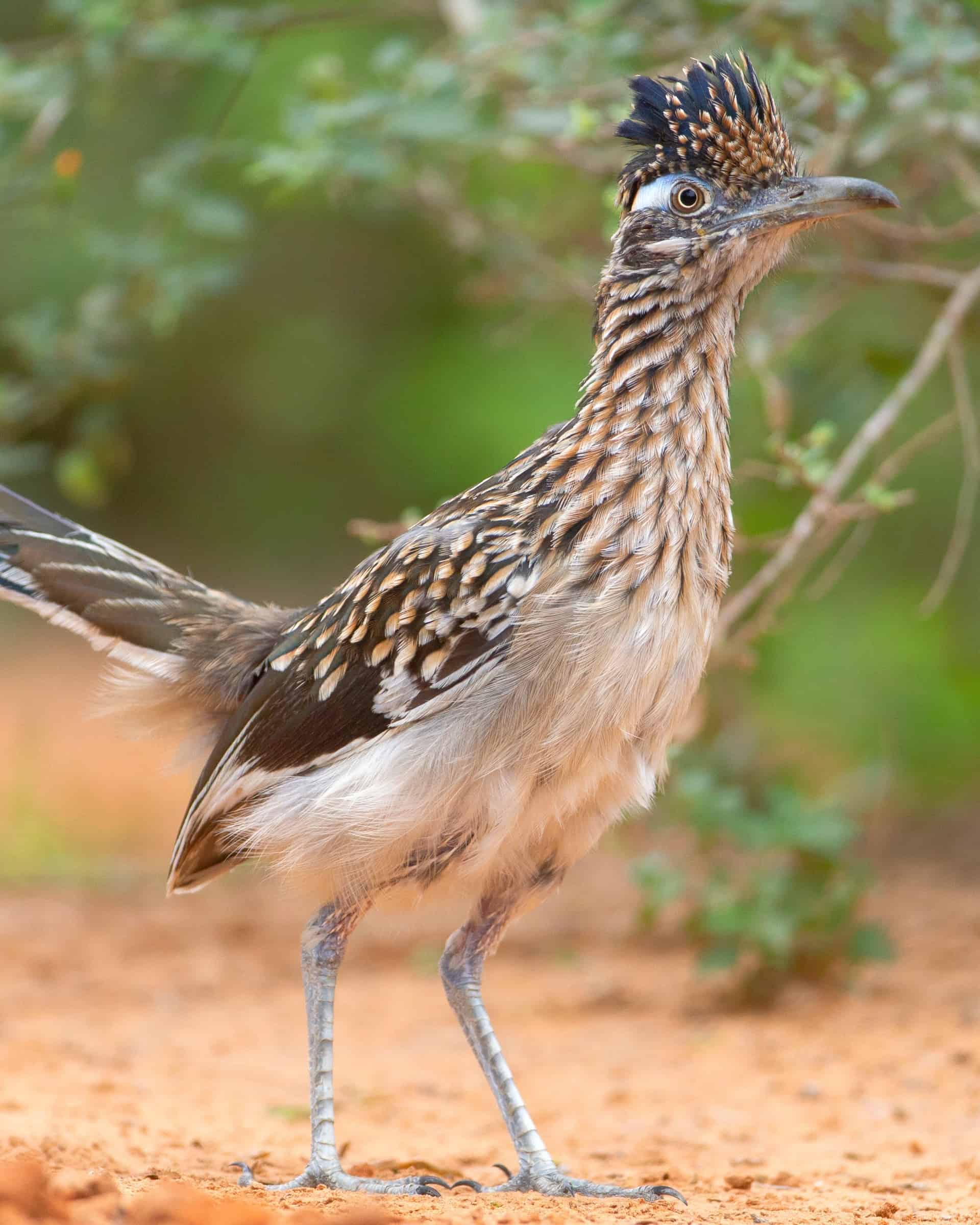 15 Birds That Eat Dead Animals (Carrion & Scavenger Birds)