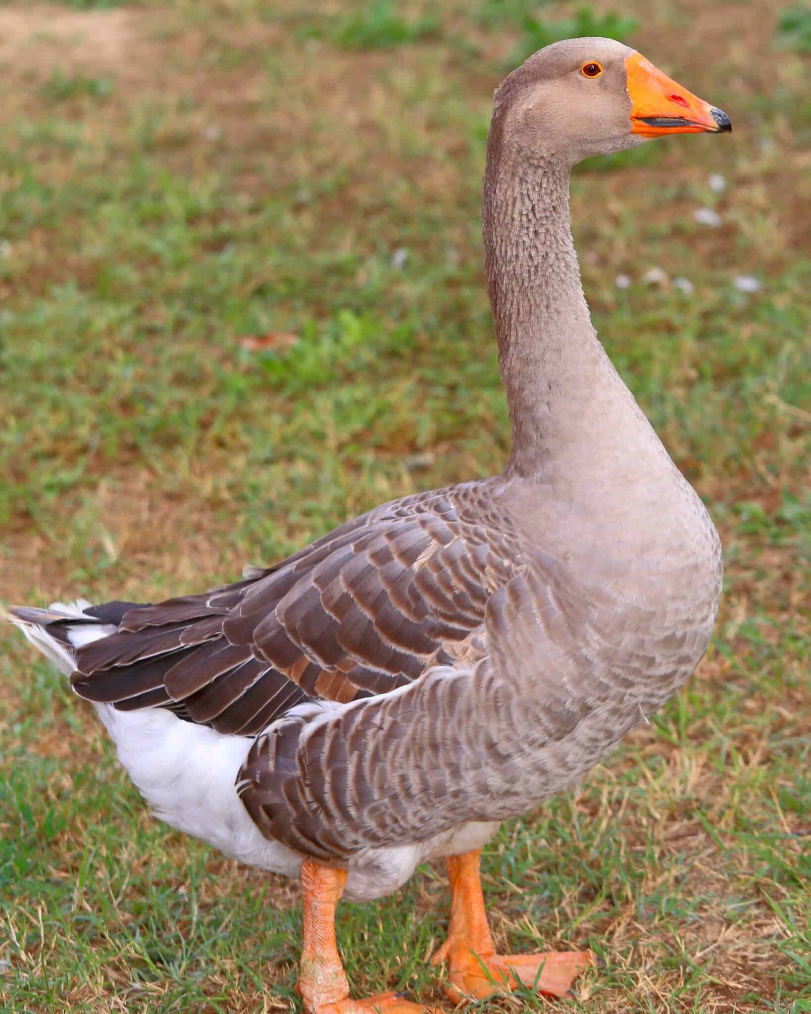 30 Different Types of Geese Breeds