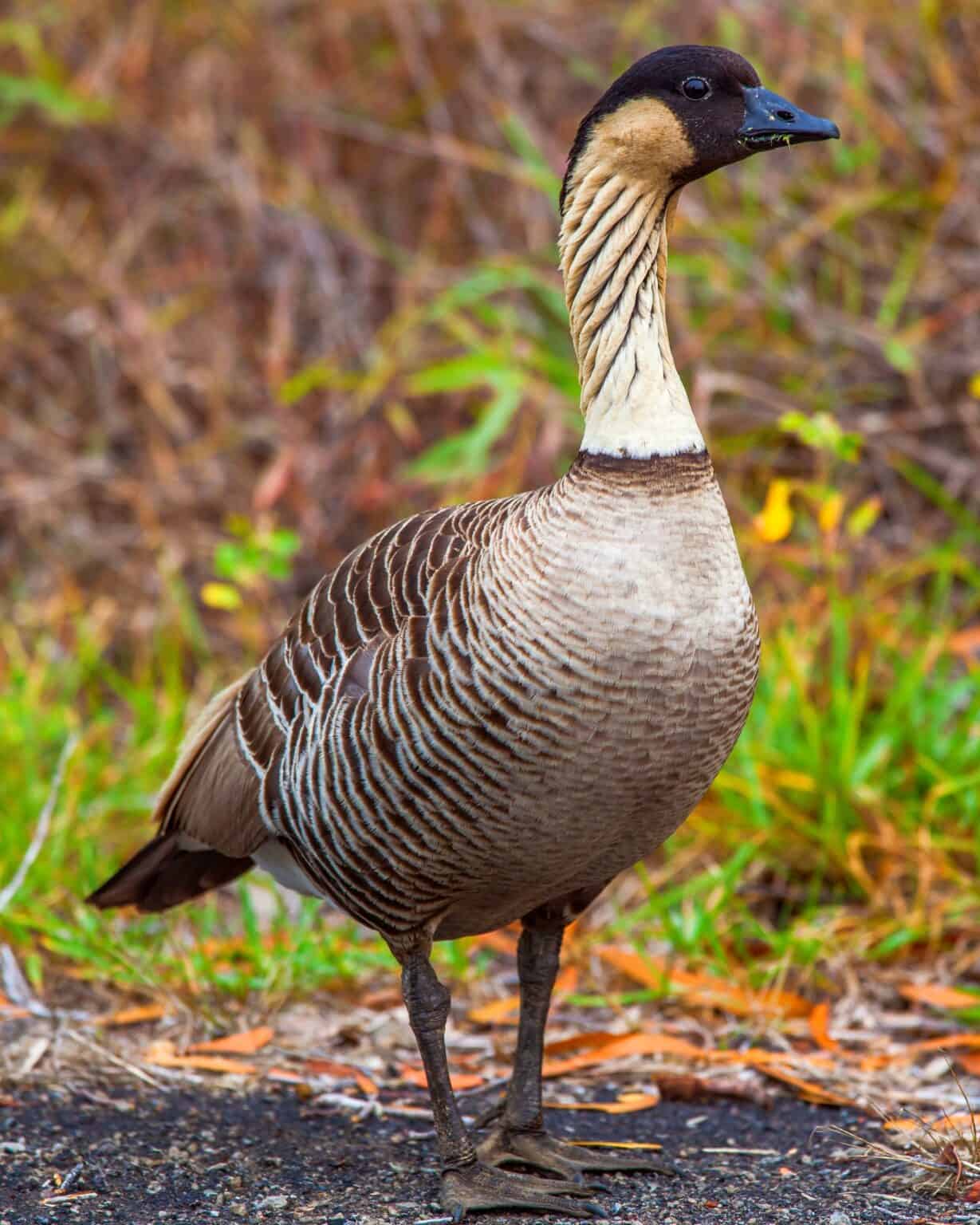 30 Different Types of Geese Breeds