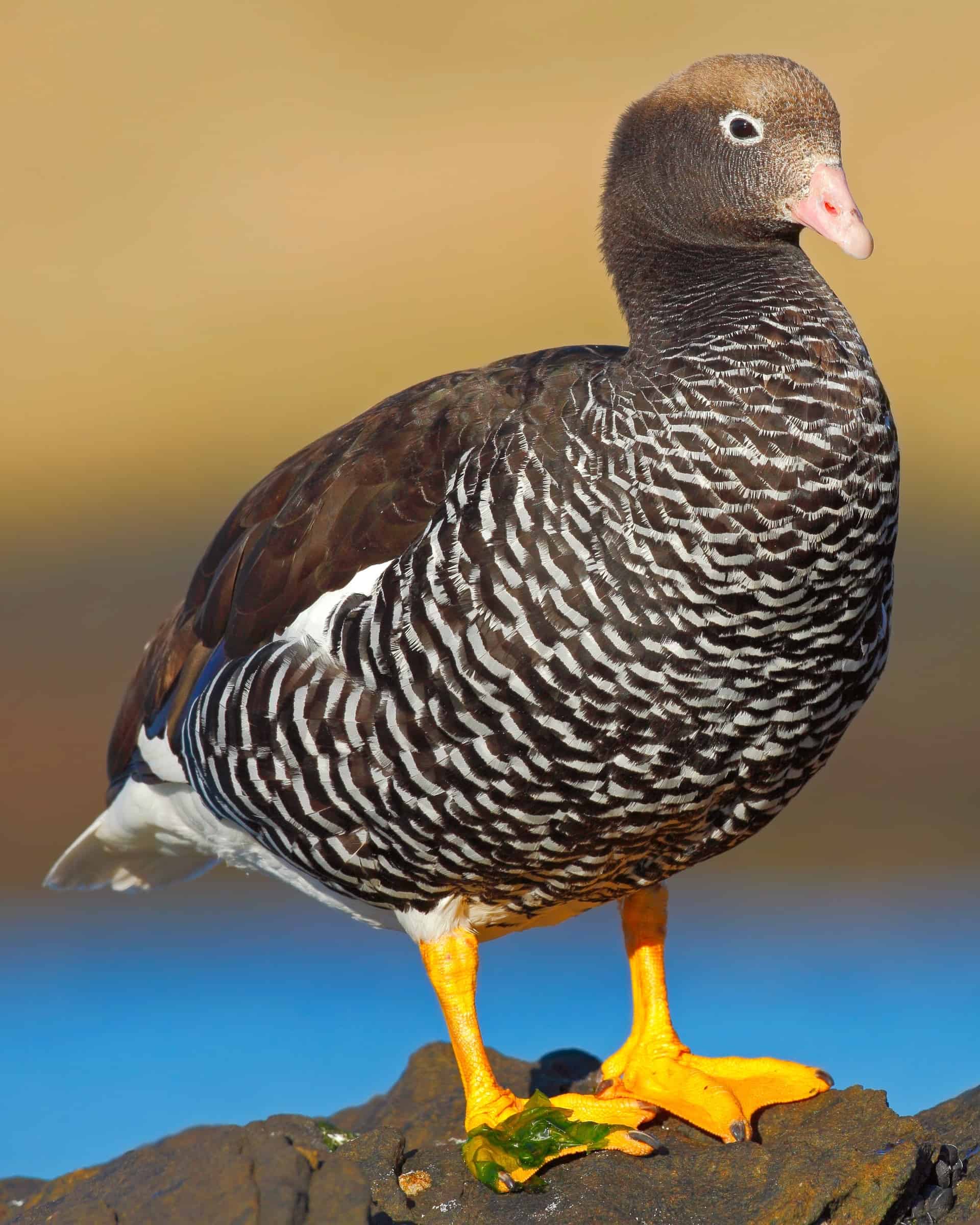 30 Different Types of Geese Breeds
