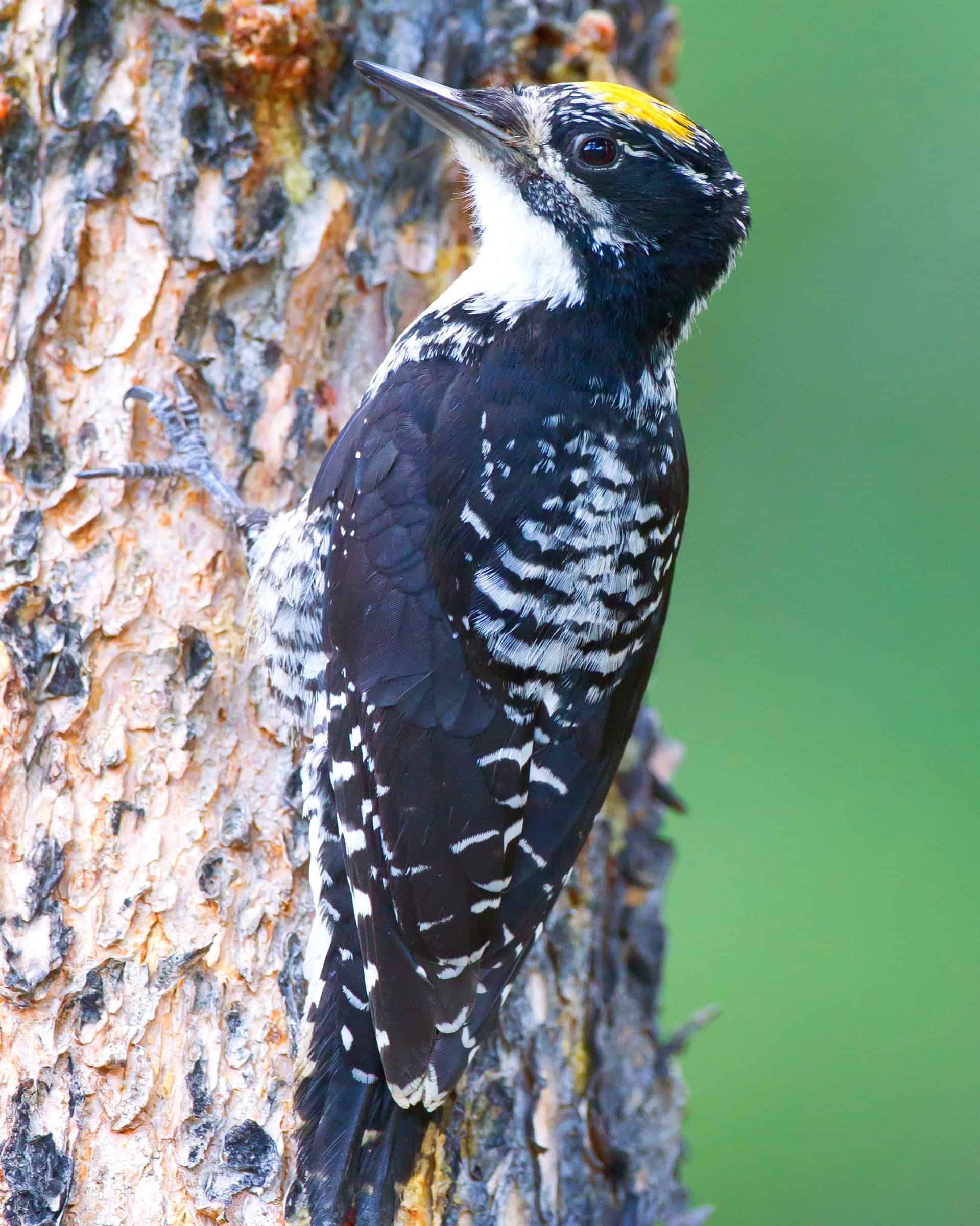 Male vs. Female Woodpeckers (in 22 Different Species)
