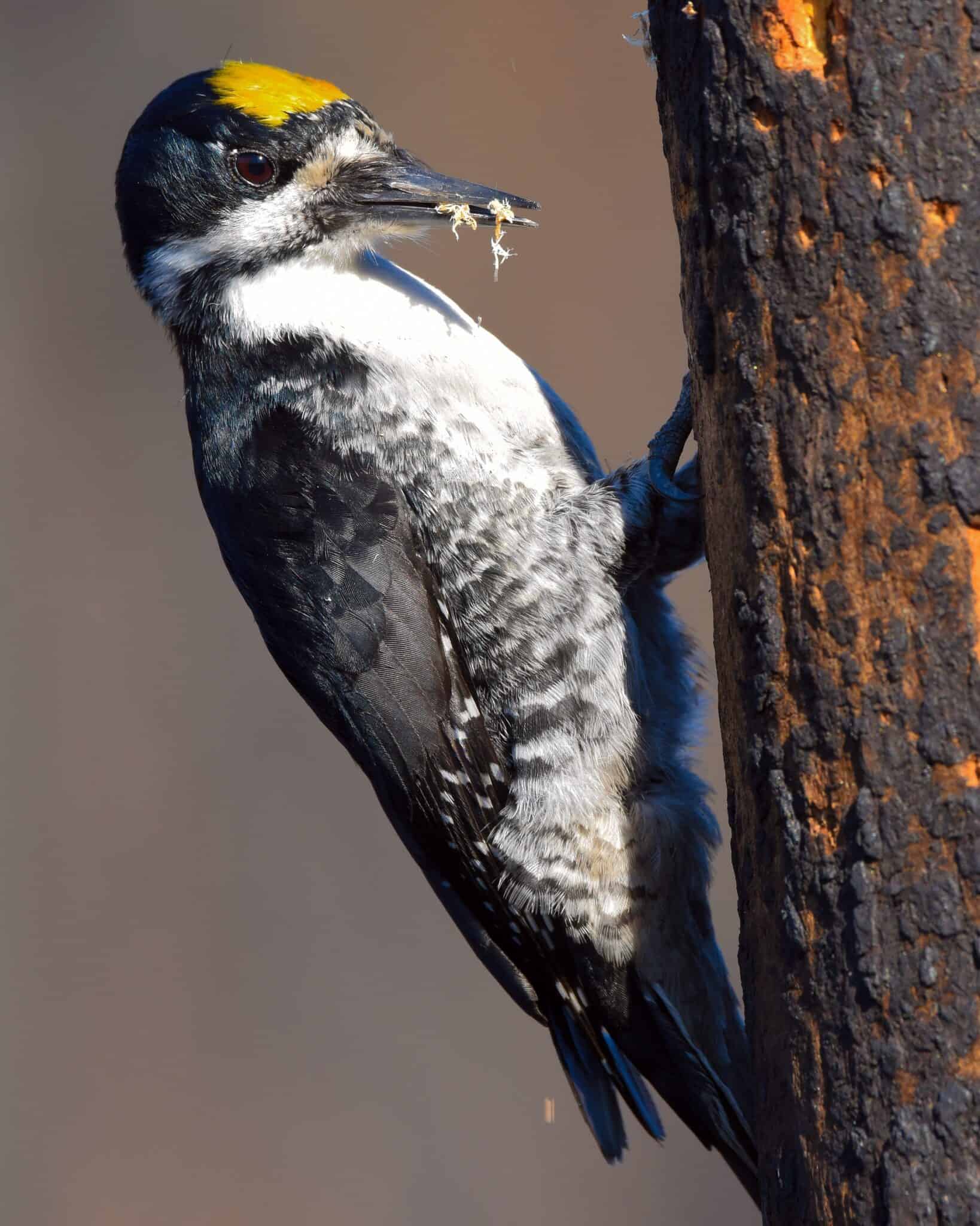 Male vs. Female Woodpeckers (in 22 Different Species)