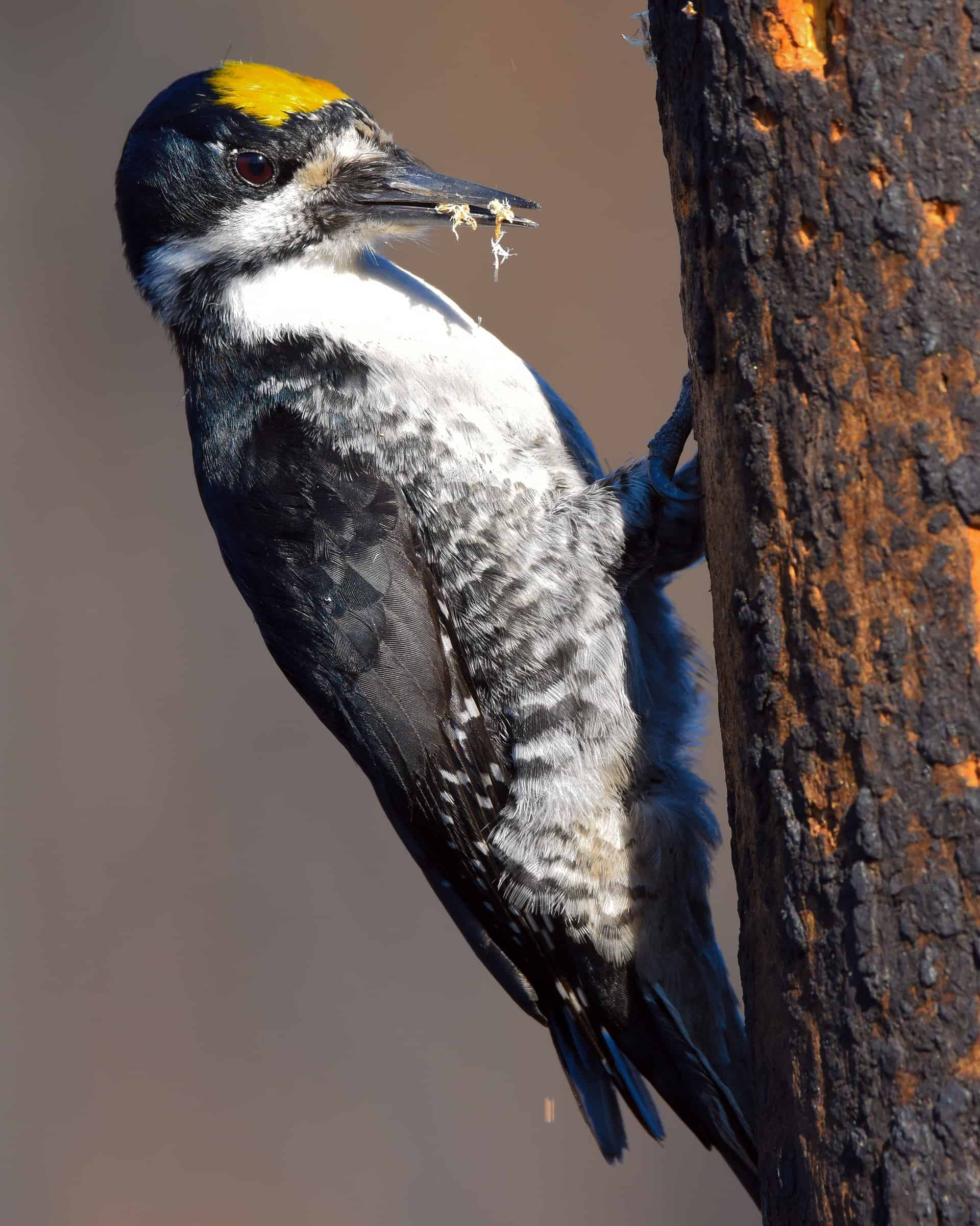Male vs. Female Woodpeckers (in 22 Different Species)