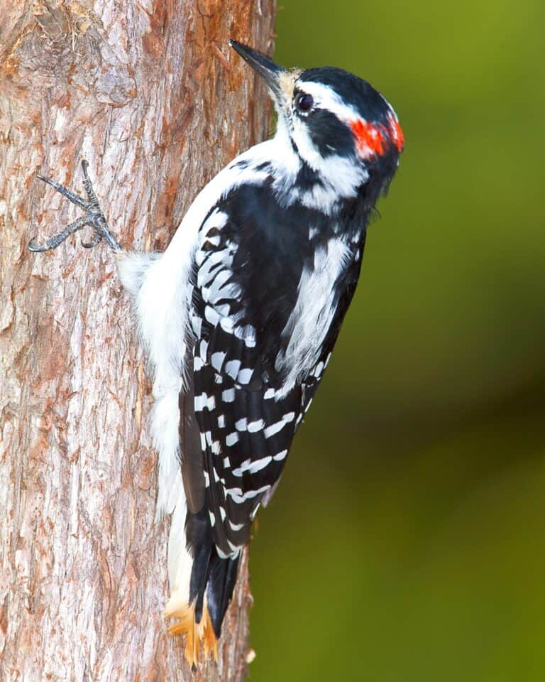 Male vs. Female Woodpeckers (in 22 Different Species)