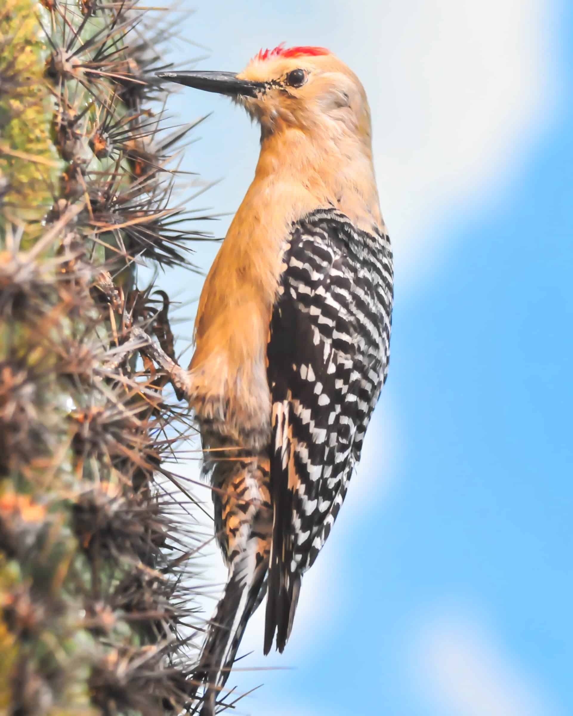 Male vs. Female Woodpeckers (in 22 Different Species)