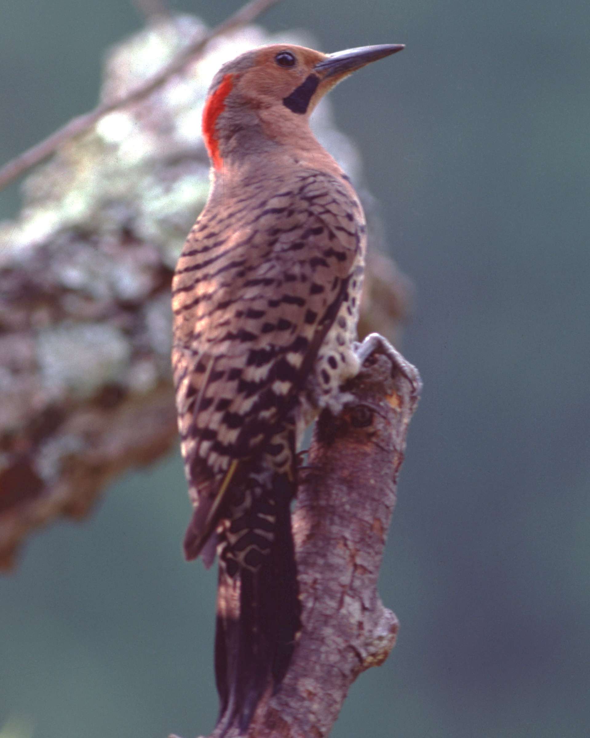 Male vs. Female Woodpeckers (in 22 Different Species)