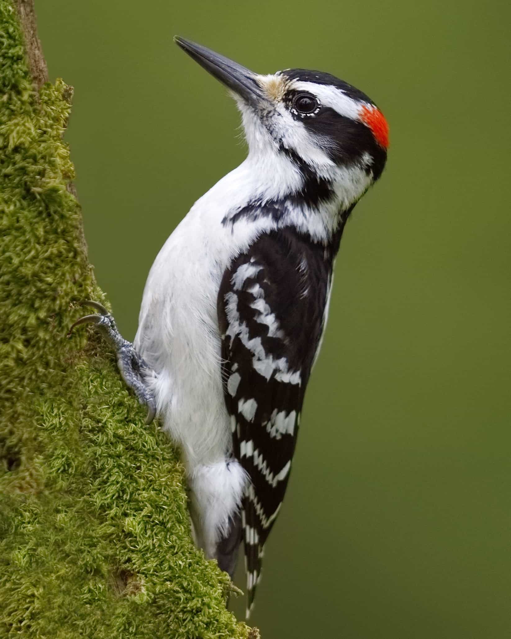 Male vs. Female Woodpeckers (in 22 Different Species)