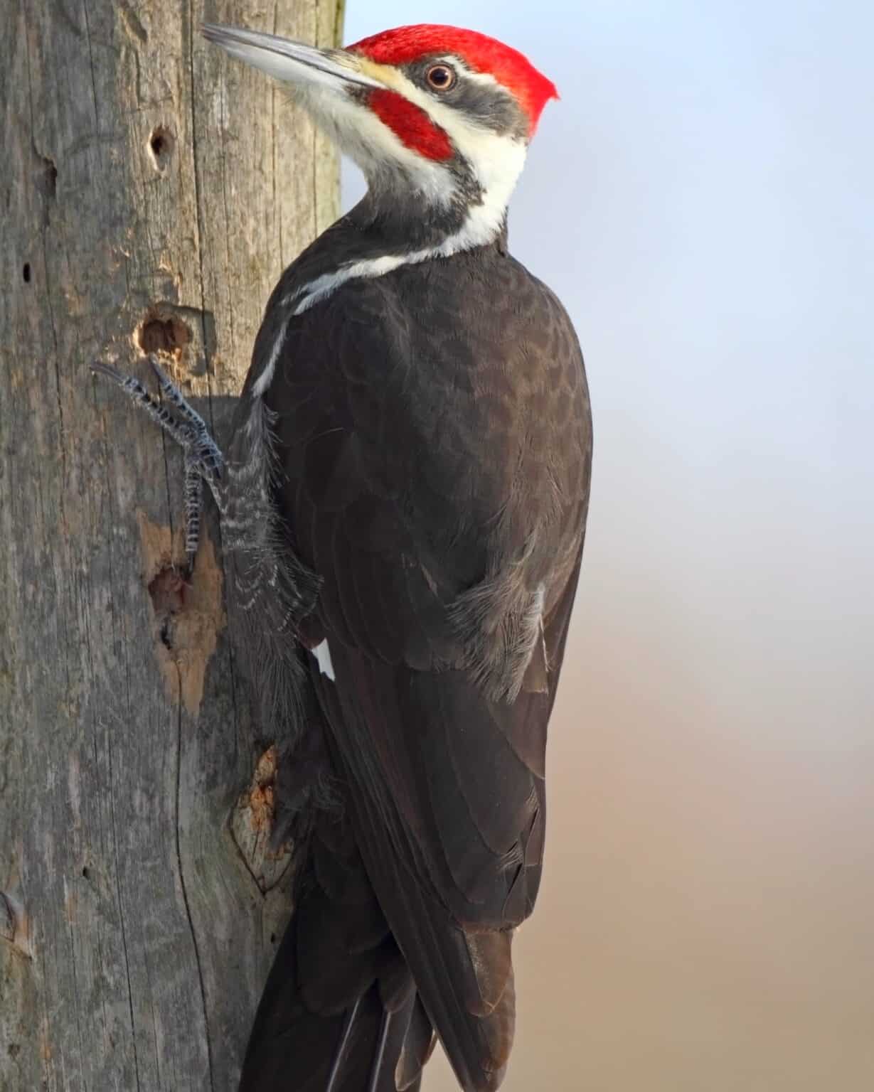 Male vs. Female Woodpeckers (in 22 Different Species)