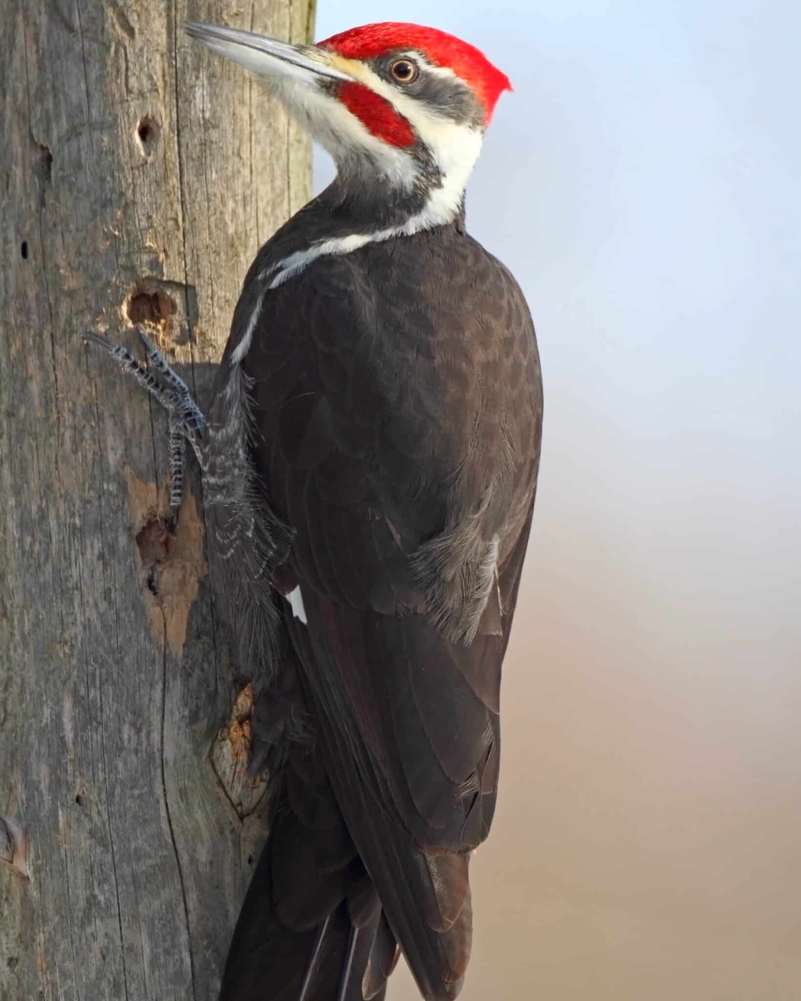 Male vs. Female Woodpeckers (in 22 Different Species)