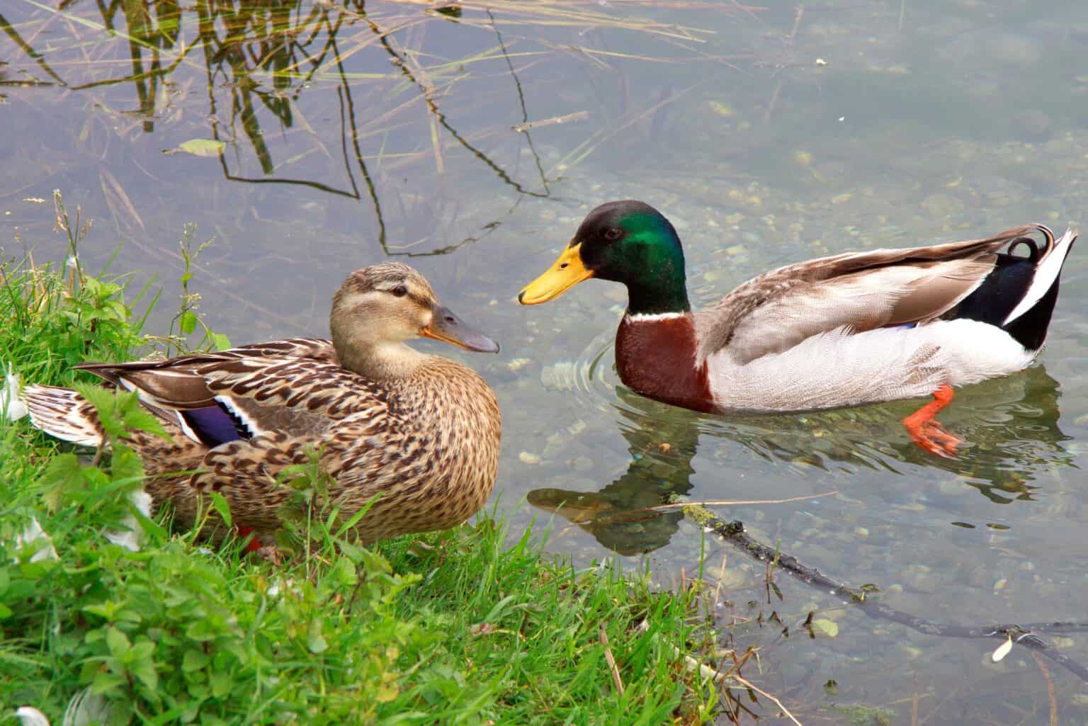 Male vs. Female Mallards: What's the Difference?