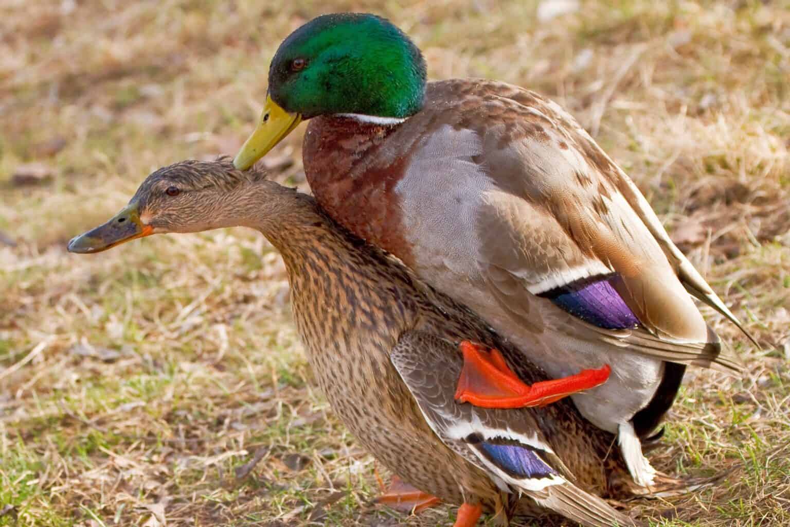 Male vs. Female Mallards: What's the Difference?