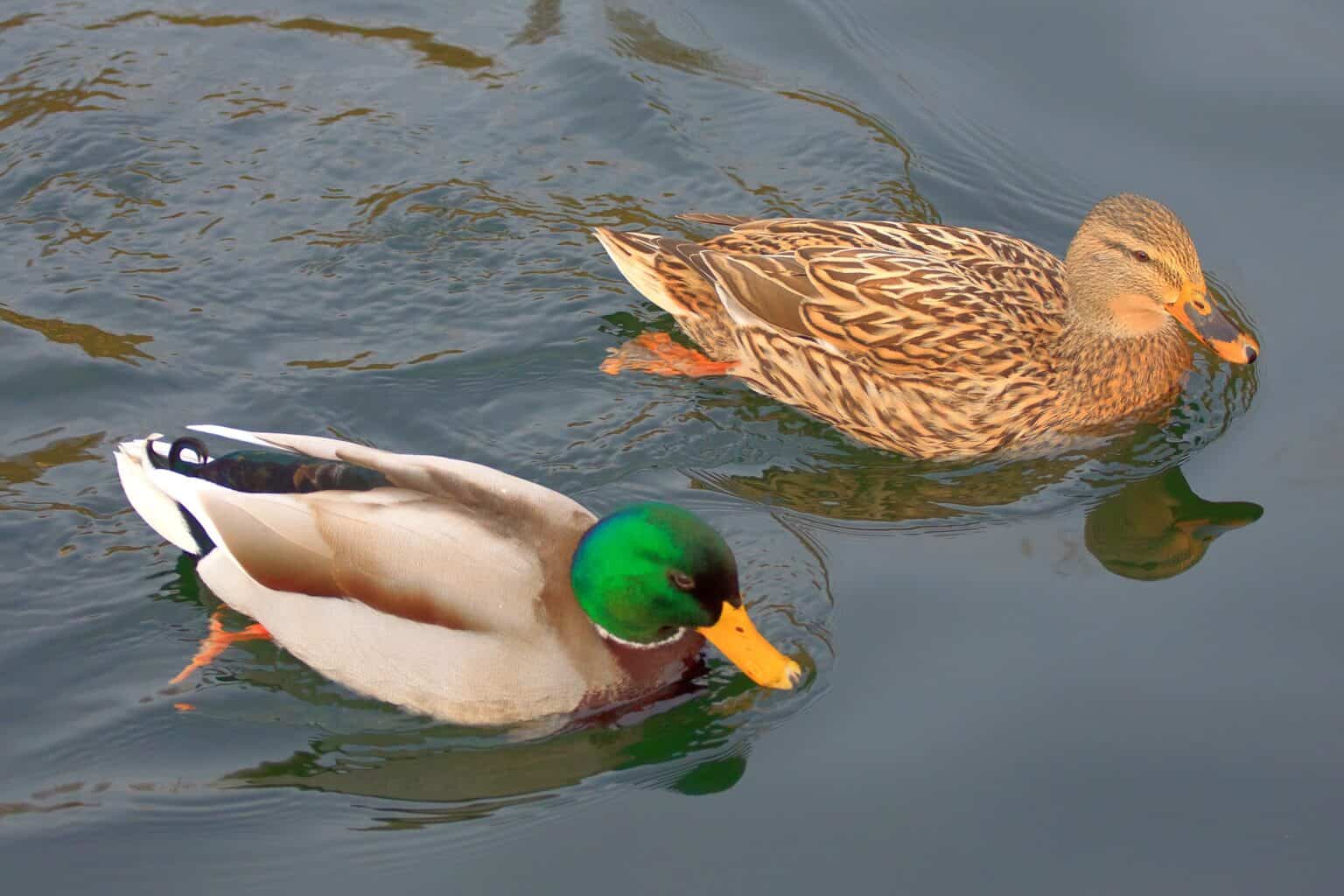 Male vs. Female Mallards: What's the Difference?